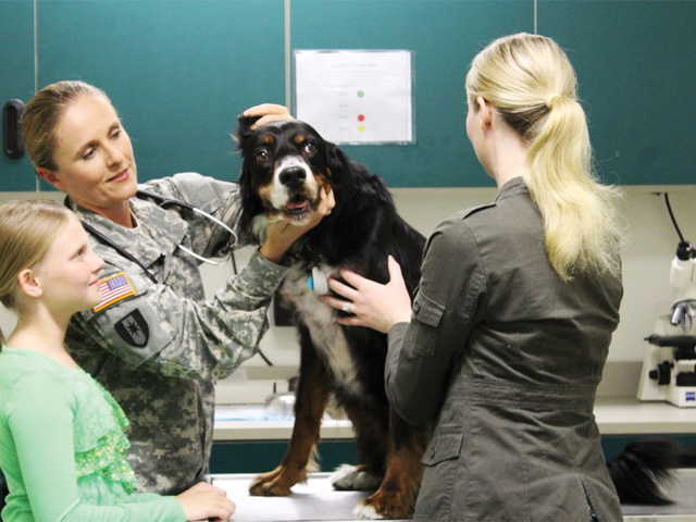 Charitable care for service animals - AVMF