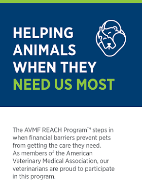 AVMF REACH Program™ toolkit - AVMF